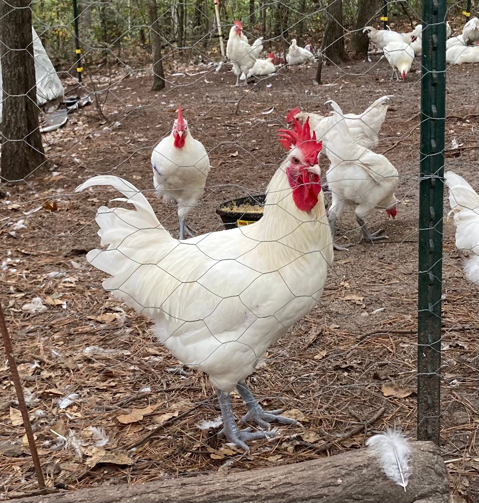 THE NORTH STAR STORY – NORTH STAR FARMS