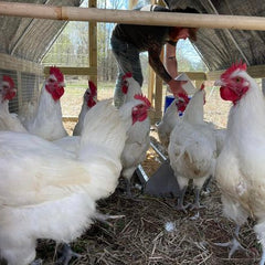 NORTH STAR FARMS