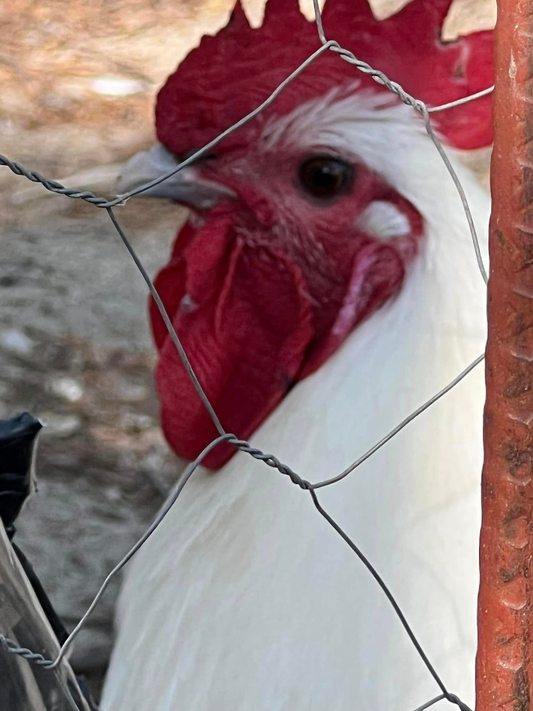 THE NORTH STAR STORY – NORTH STAR FARMS