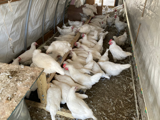 THE NORTH STAR STORY – NORTH STAR FARMS