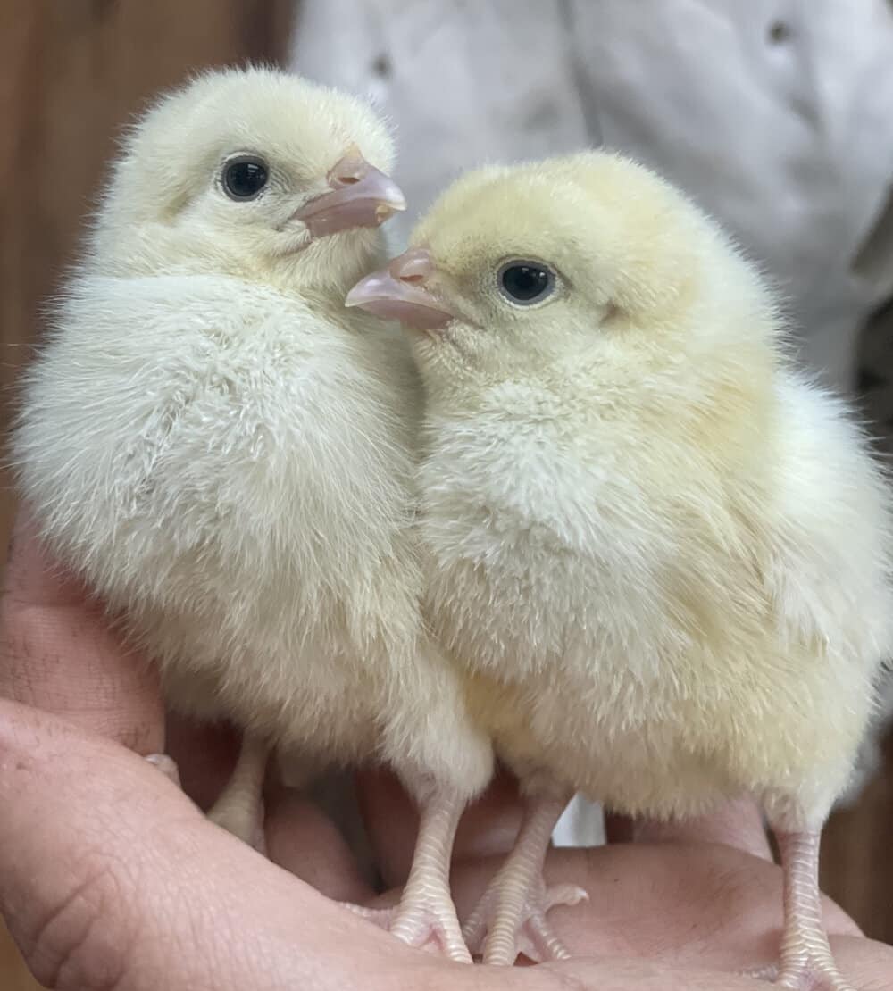 THE NEW WHITE AMERICAN BRESSE CHICKEN! Show quality "Abigail's" group ...